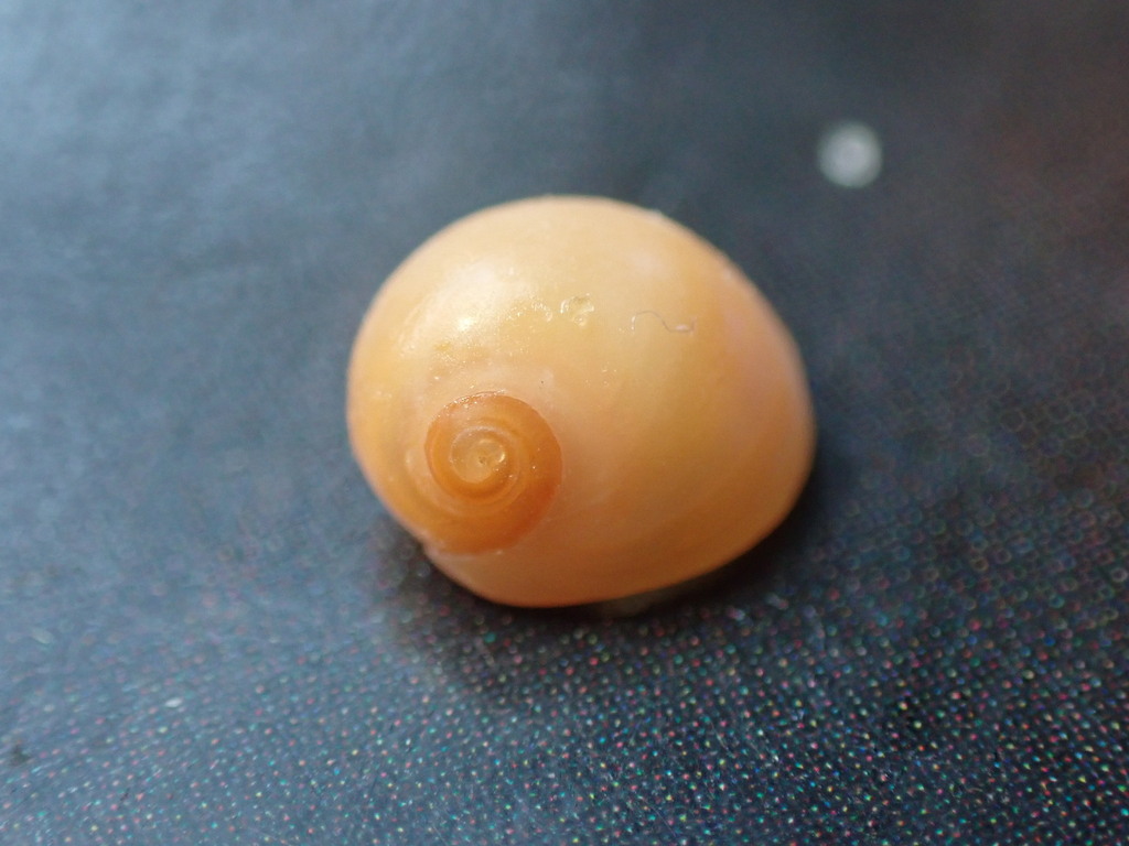 Conuber melastoma from Emerald Beach NSW 2456, Australia on August 5 ...