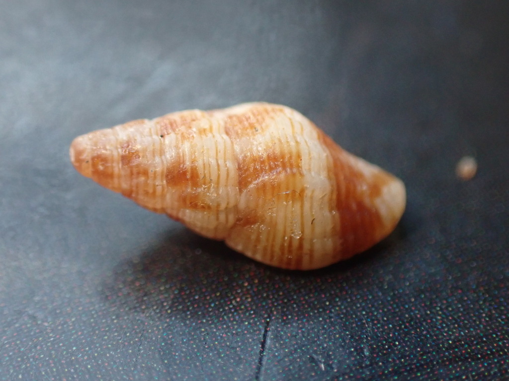 Engina australis from Emerald Beach NSW 2456, Australia on August 5 ...