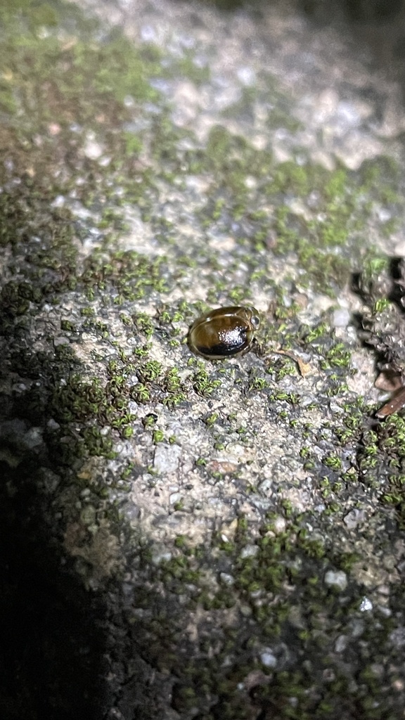 Gnezdilovius variabilis in August 2023 by eggseries · iNaturalist