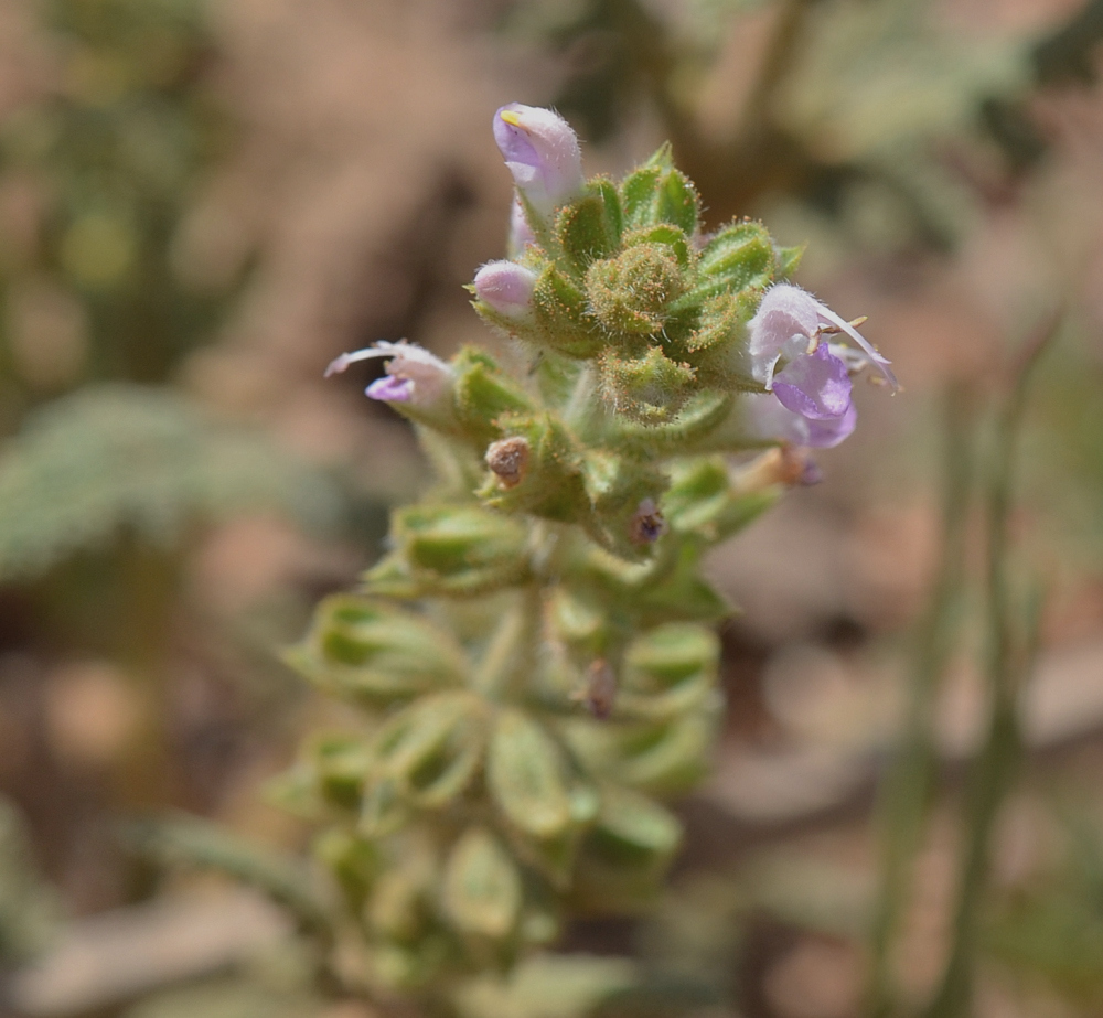 mint family from Arumpo NSW 2715, Australia on September 18, 2014 at 11 ...