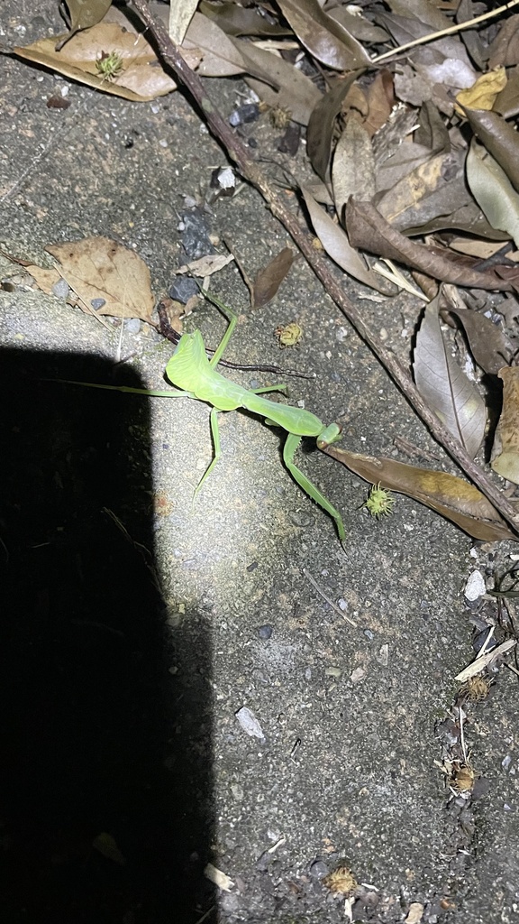 Hierodula chinensis in August 2023 by eggseries · iNaturalist