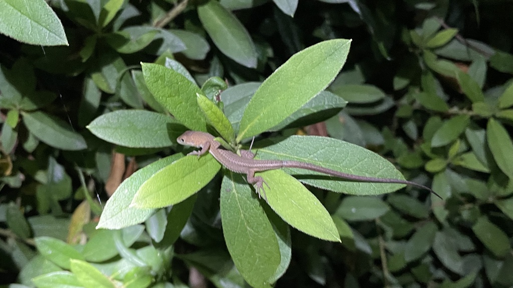 Japanese Grass Lizard in August 2023 by eggseries · iNaturalist