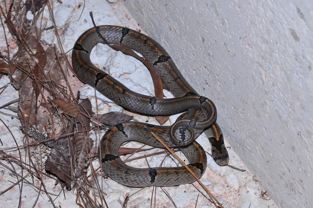 Chinese Kukri Snake from 中国贵州省黔东南苗族侗族自治州从江县 on August 5, 2023 at 08:59 ...