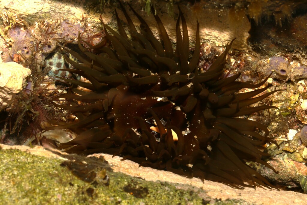 Green snakelock anemone from Sunshine Coast QLD, Australia on August 5 ...