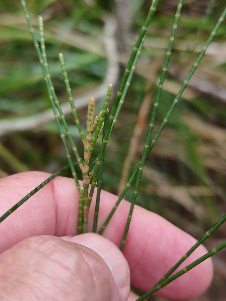 River sheoak from Tiaro, AU-QL, AU on August 6, 2023 at 10:35 AM by ...