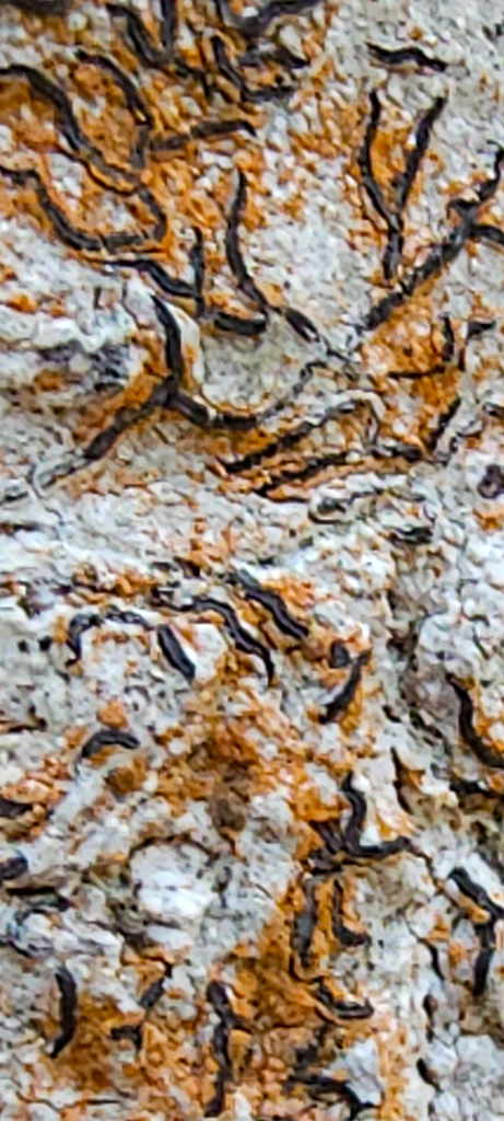 Orange Terrestrial Algae from Lee County, SC, USA on February 19, 2023 ...