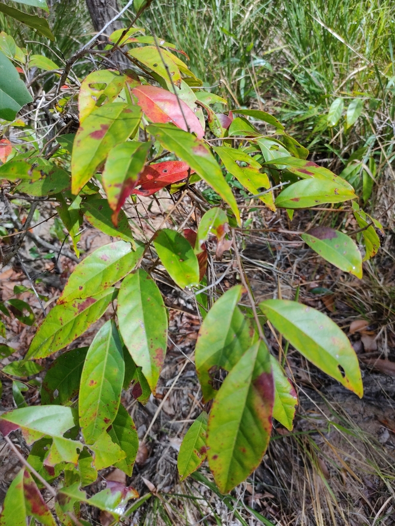 Cheese Tree from Tiaro, AU-QL, AU on August 6, 2023 at 10:56 AM by Tony ...