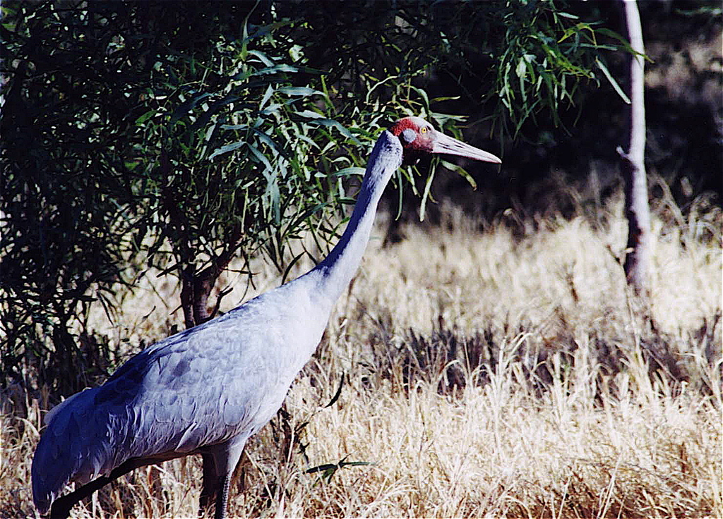 Brolga from Boulia QLD 4829, Australia on August 9, 2001 at 05:31 PM by ...