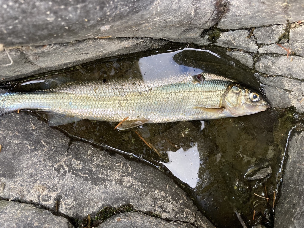 Mountain Whitefish from Horse Creek Rd, Molalla, OR, US on August 5 ...