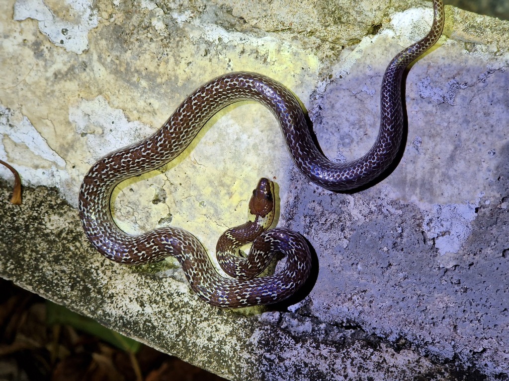 Common Wolf Snake from Khao Daeng, Kui Buri District, Prachuap Khiri ...
