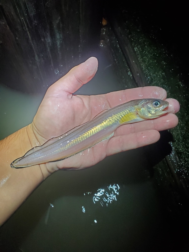 Striped Cusk-eel (Ophidion marginatum) - Marine Life Identification