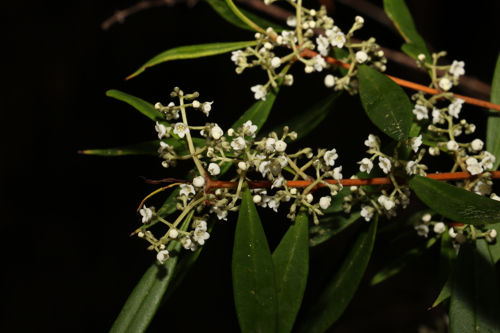 Logania albiflora from Tinbeerwah QLD 4563, Australia on August 6, 2023 ...