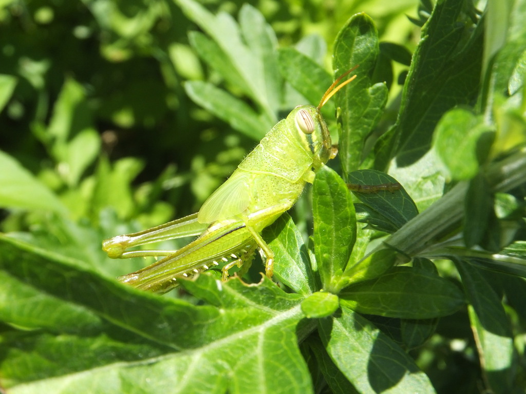 Bombay Locust in August 2012 by hakkahamushi · iNaturalist