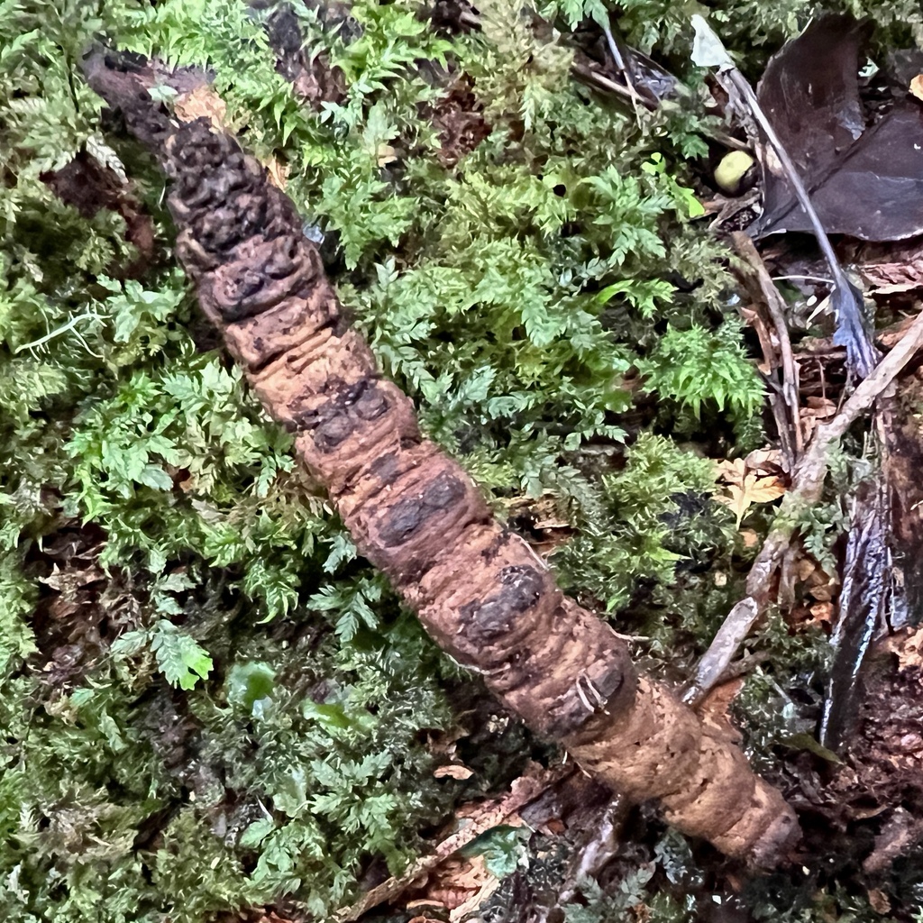Vegetable caterpillar from Pureora Forest Park, Pureora, Waikato, NZ on ...