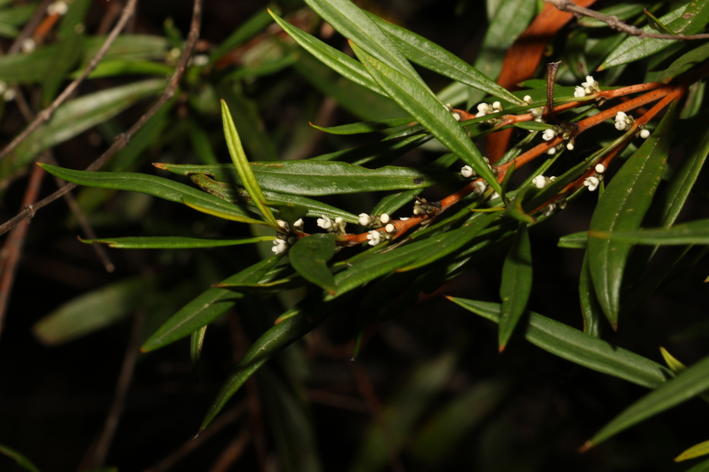 Logania albiflora from Tinbeerwah QLD 4563, Australia on August 6, 2023 ...
