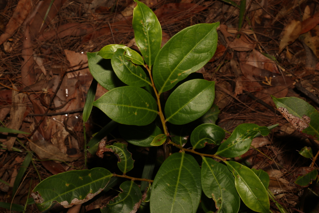 Cheese Tree from Tinbeerwah QLD 4563, Australia on August 6, 2023 at 07 ...