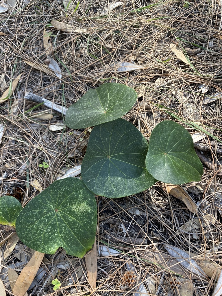 Tapevine from Naree Budjong Djara National Park, North Stradbroke ...