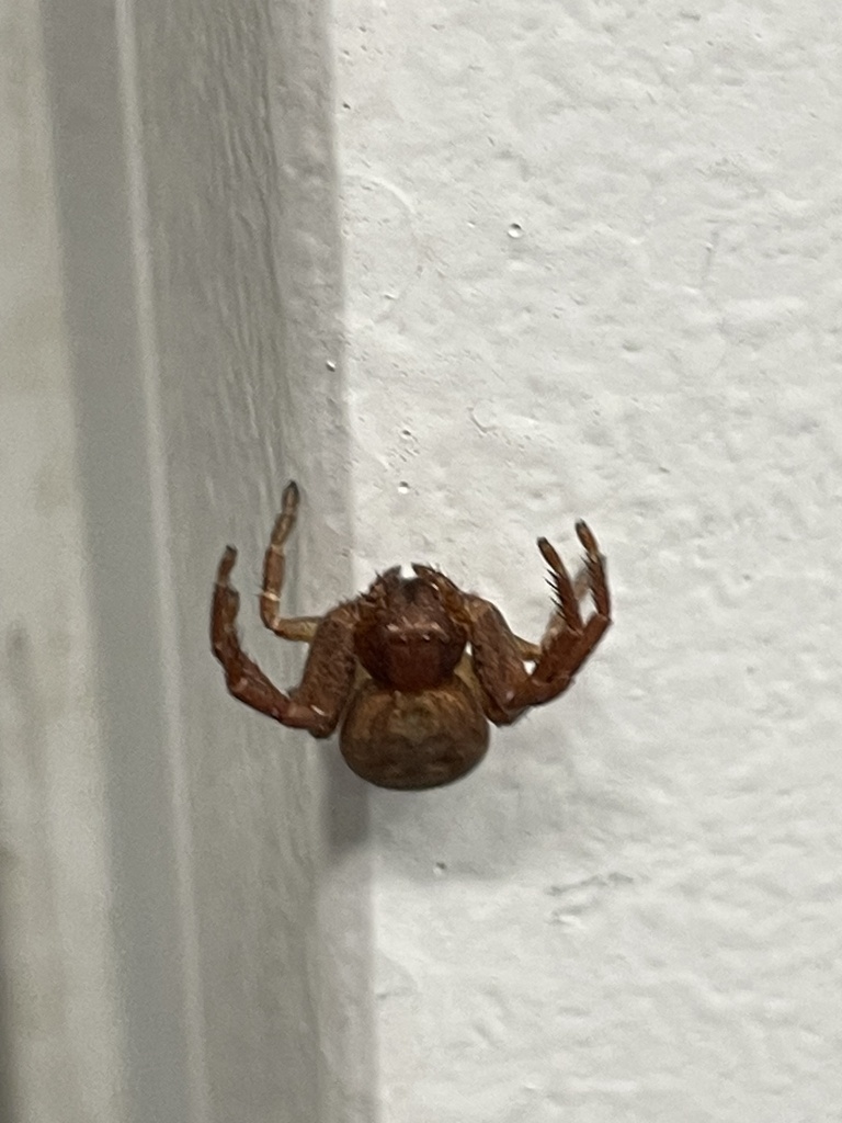 Ground Crab Spiders from AK, US on August 5, 2023 at 11:47 PM by ...