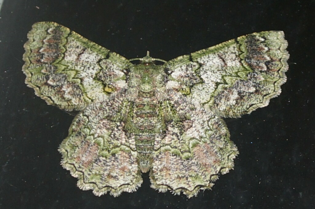 Green Looper Moth from Central Coast NSW, Australia on January 4, 2016 ...