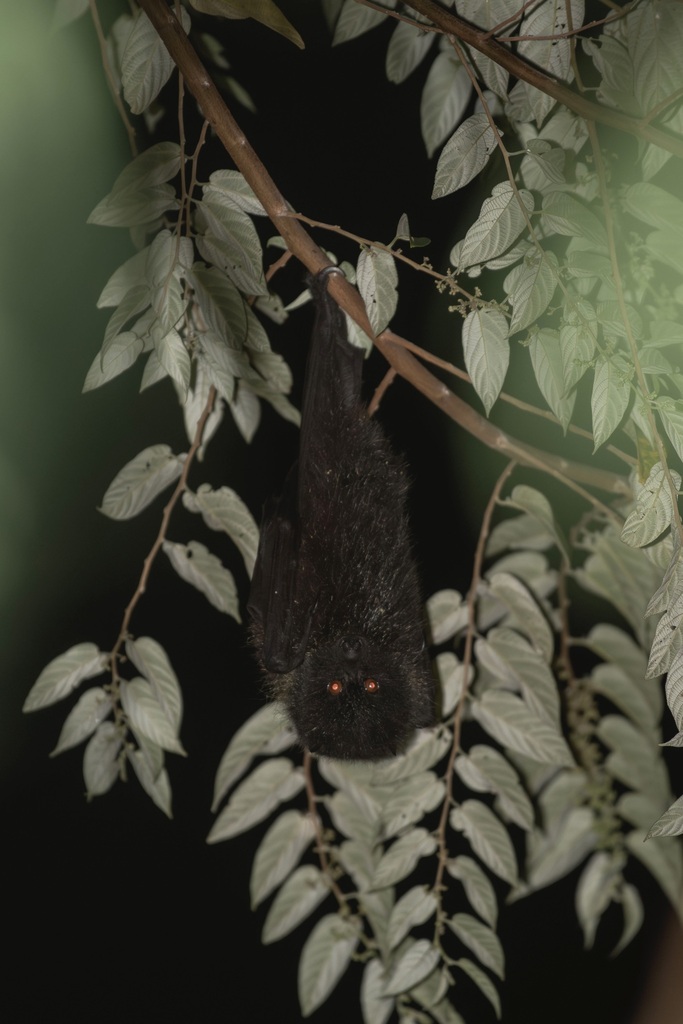 Bonin Flying Fox in August 2023 by Yasuhiko Komatsu · iNaturalist