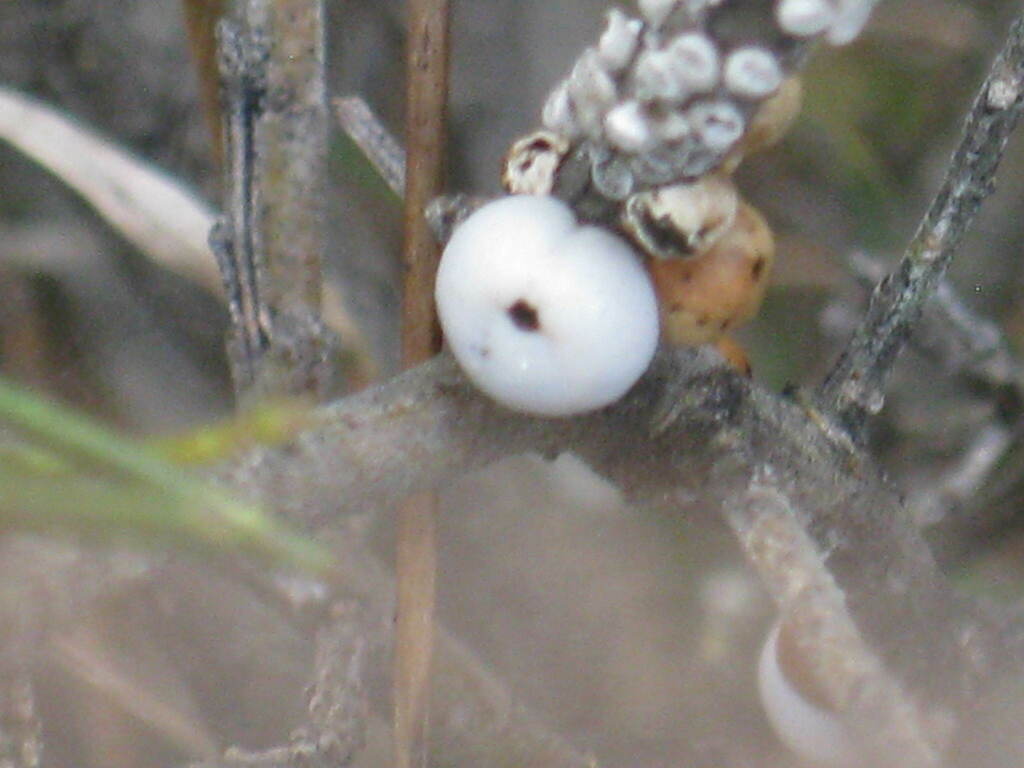 Wattle Tick Scale from Mimosa NSW 2666, Australia on August 6, 2023 at ...