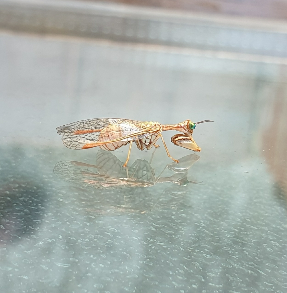 Mantispa aphavexelte in August 2023 by Samantha Zaggia · iNaturalist