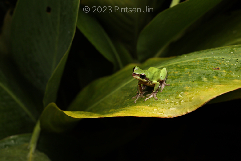 Common Chinese Tree Frog in August 2023 by Pintsen JIN · iNaturalist