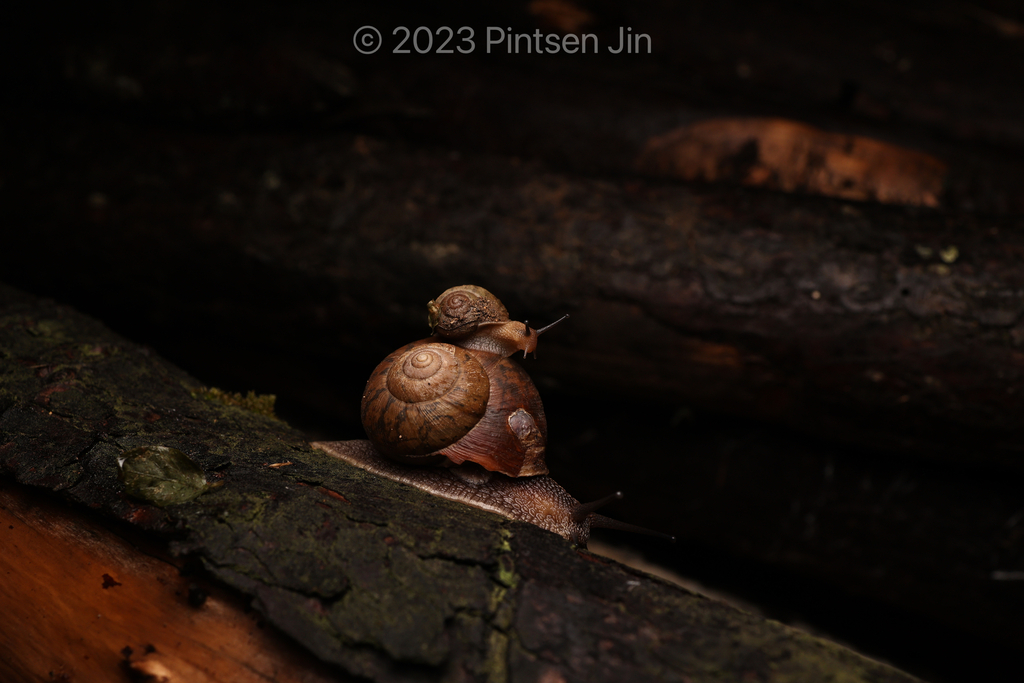 Acusta ravida from 中国浙江省舟山市普陀区 on August 5, 2023 at 09:50 PM by Pintsen ...