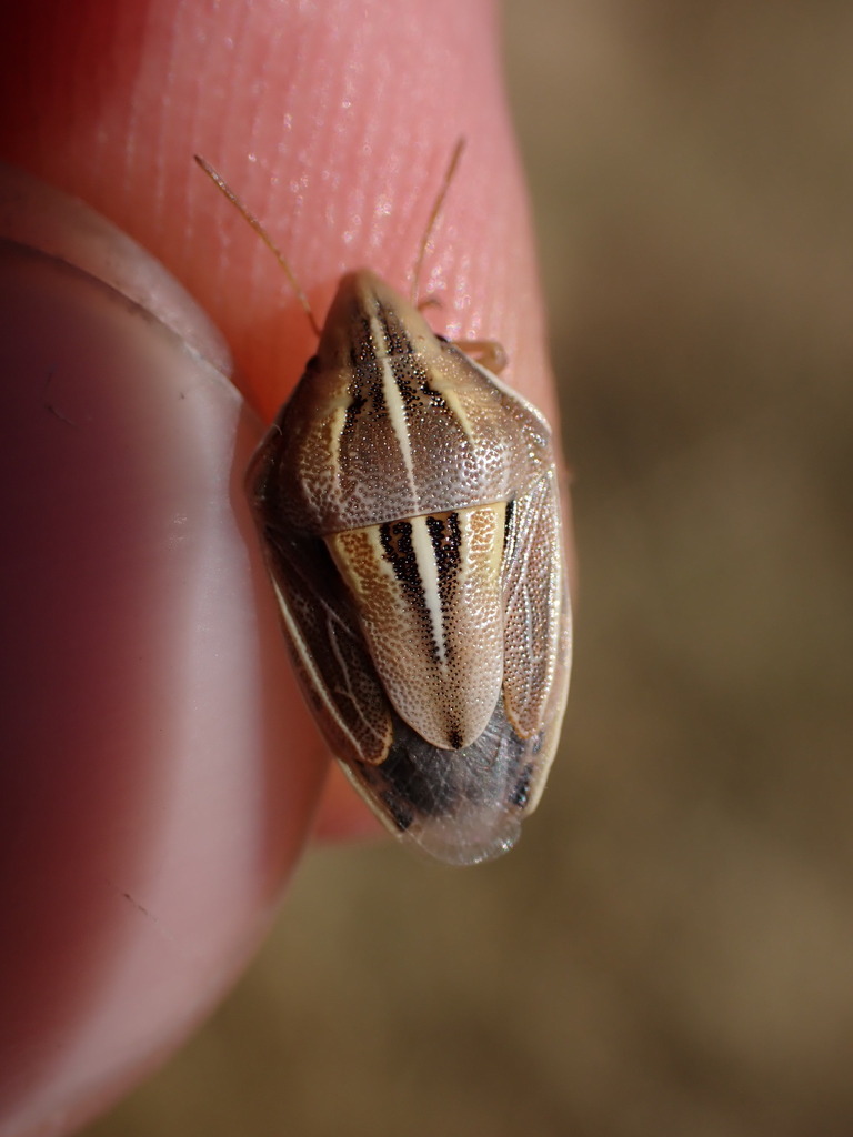 Aelia rostrata from Aiguines, France on August 5, 2023 at 04:34 PM by ...