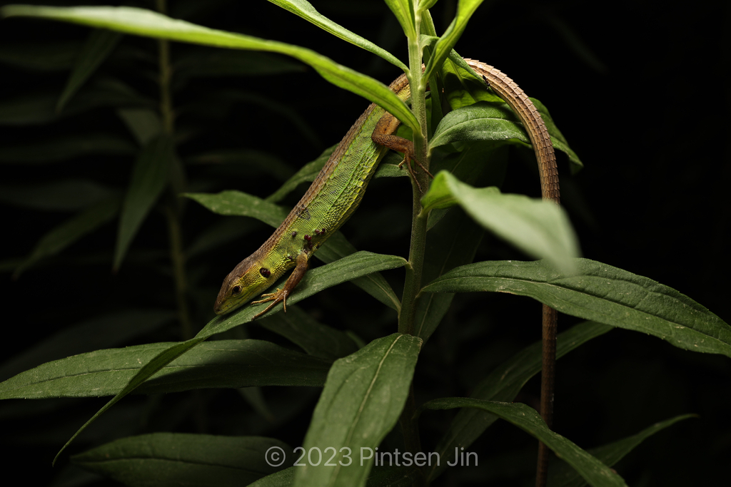 China Grass Lizard from 中国浙江省舟山市普陀区 on July 20, 2023 at 09:50 PM by ...