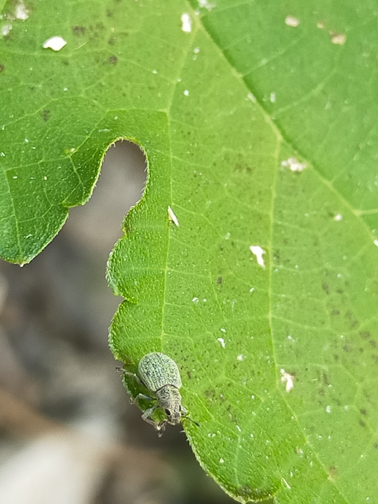 Eugnathus distinctus from 横浜市 on August 6, 2023 at 10:10 AM by コウジ タマル ...