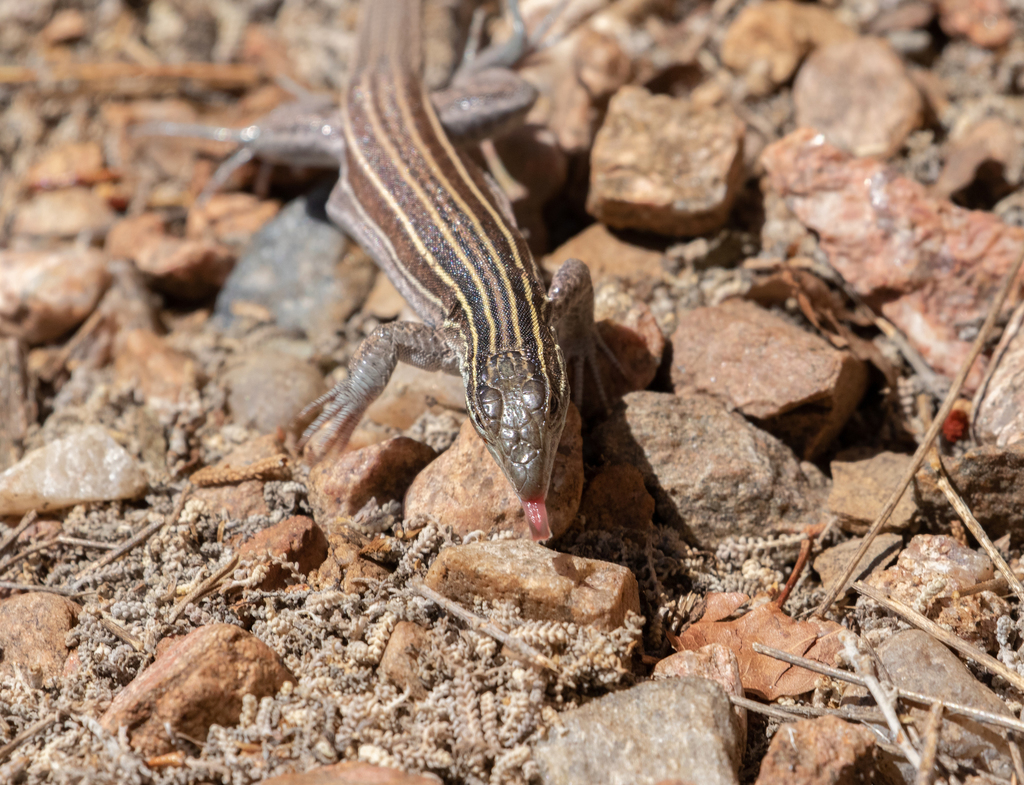 Plateau Striped Whiptail (Lizards of Highlands Center for Natural ...