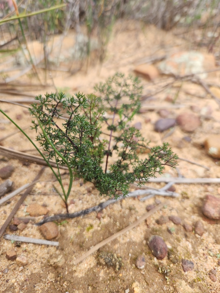 Common Capecaraway from Saron, 6812, South Africa on August 6, 2023 at ...