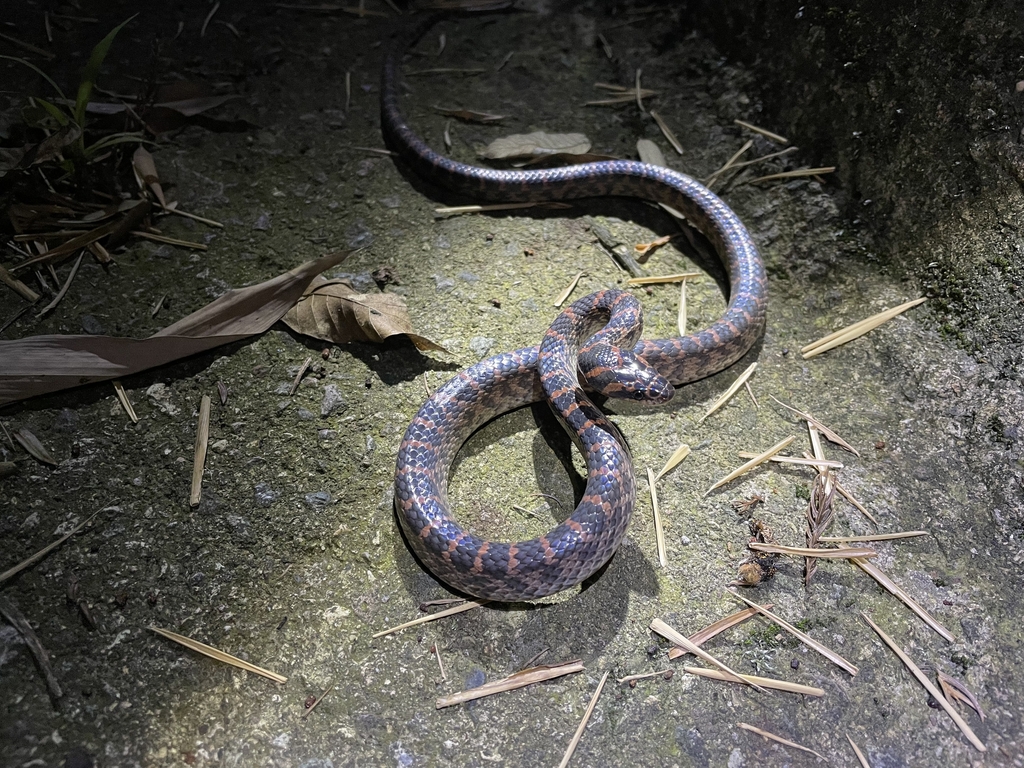 Red-banded Snake in July 2023 by Pintsen JIN · iNaturalist