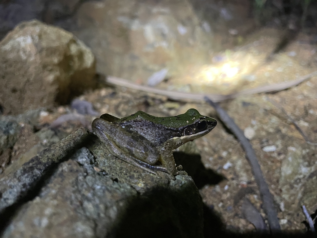 Large Odorous Frog in July 2023 by Pintsen JIN · iNaturalist