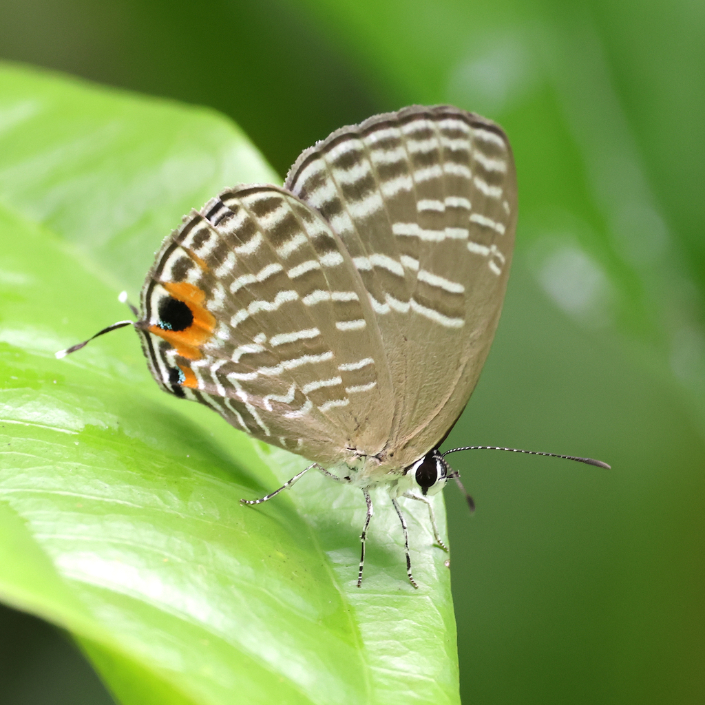 Metallic Cerulean from Selangor, Malaysia on August 6, 2023 at 09:48 AM ...