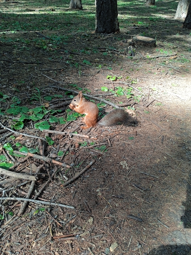 Eurasian Red Squirrel from Уфа, Респ. Башкортостан, Россия, 450103 on ...