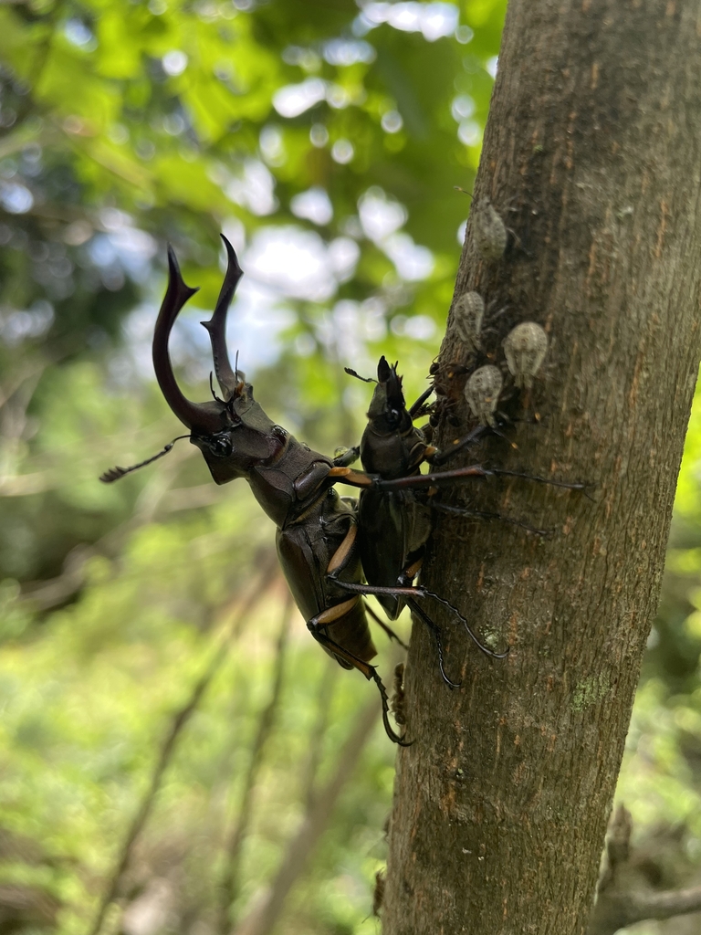 Lucanus fonti in July 2023 by Pintsen JIN · iNaturalist