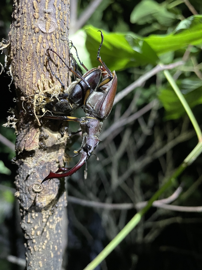 Lucanus fonti in July 2023 by Alex Pintsen JIN · iNaturalist
