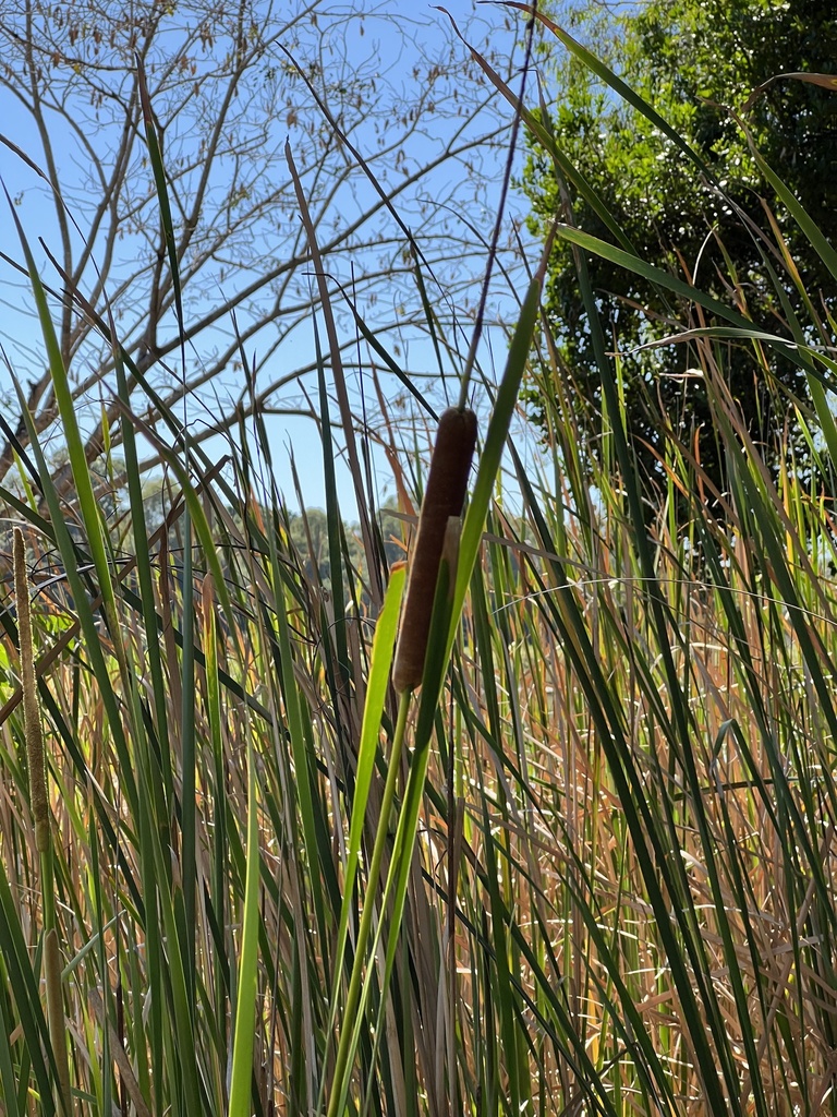 Cattails from Glencoe Ct, Annandale, QLD, AU on August 6, 2023 at 10:39 ...