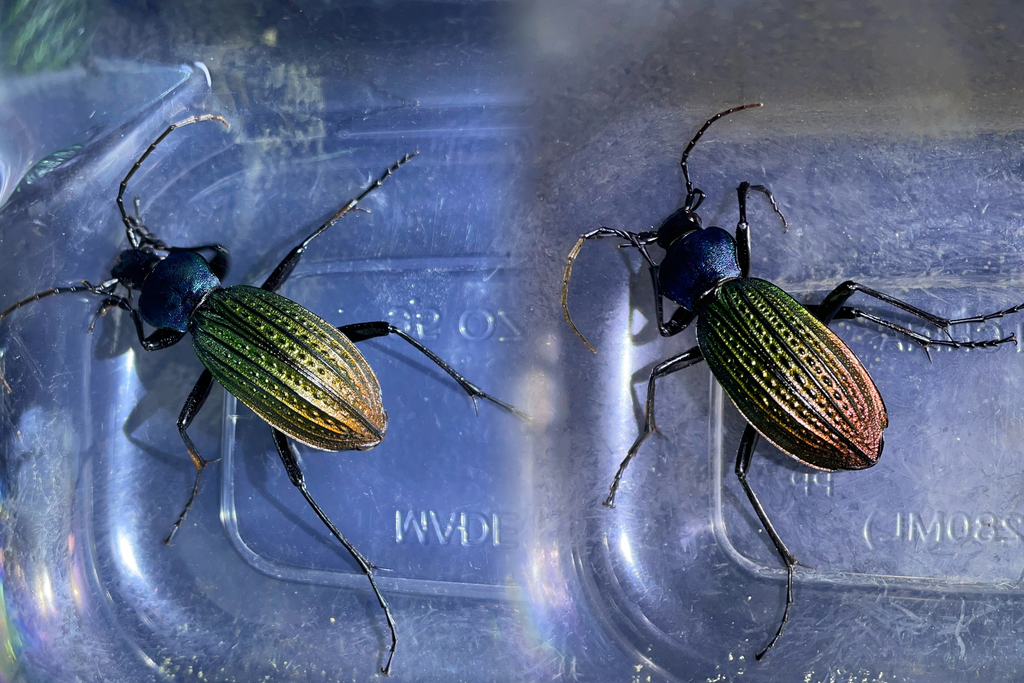 Carabus davidis from 中国浙江省湖州市安吉县 on June 28, 2023 at 11:30 PM by ...