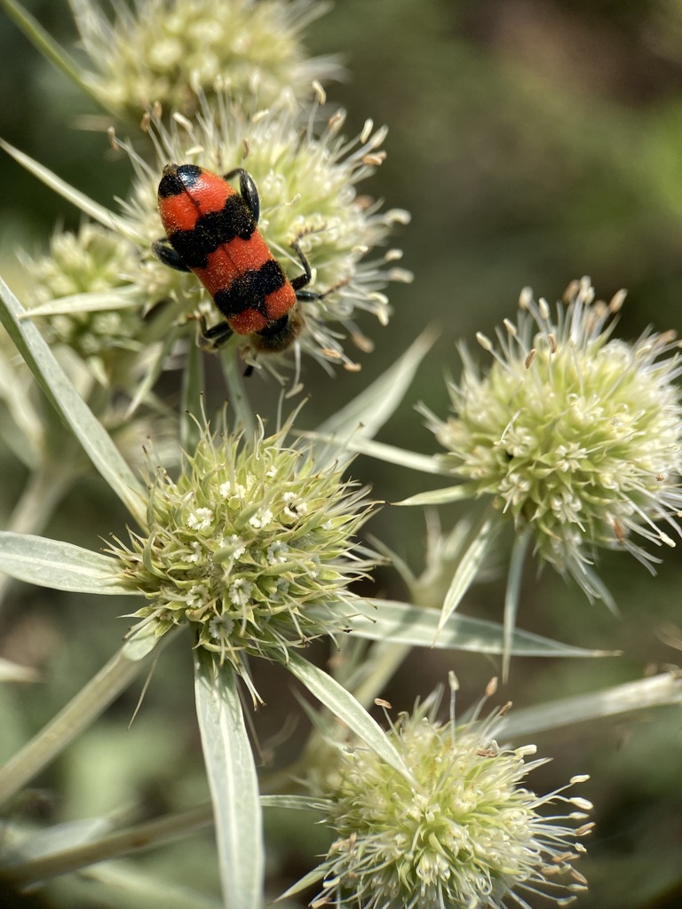 Bee-eating Beetle from Mainz, Deutschland on August 5, 2023 at 03:53 PM ...