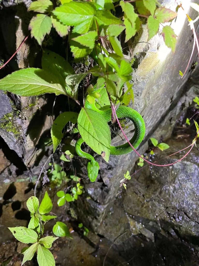 Chinese Green Tree Viper in June 2023 by Pintsen JIN · iNaturalist