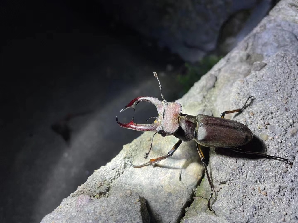 Lucanus fonti in June 2023 by Alex Pintsen JIN · iNaturalist