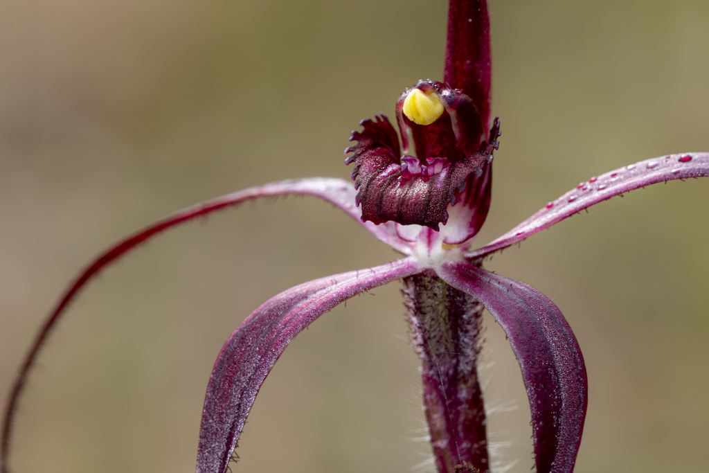Caladenia dundasiae in July 2023 by Clarissa Human · iNaturalist