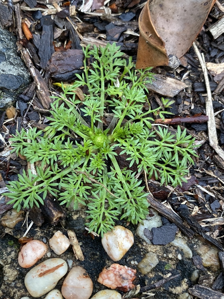 common soliva from Hatherton Crescent Park, Carindale, QLD, AU on ...