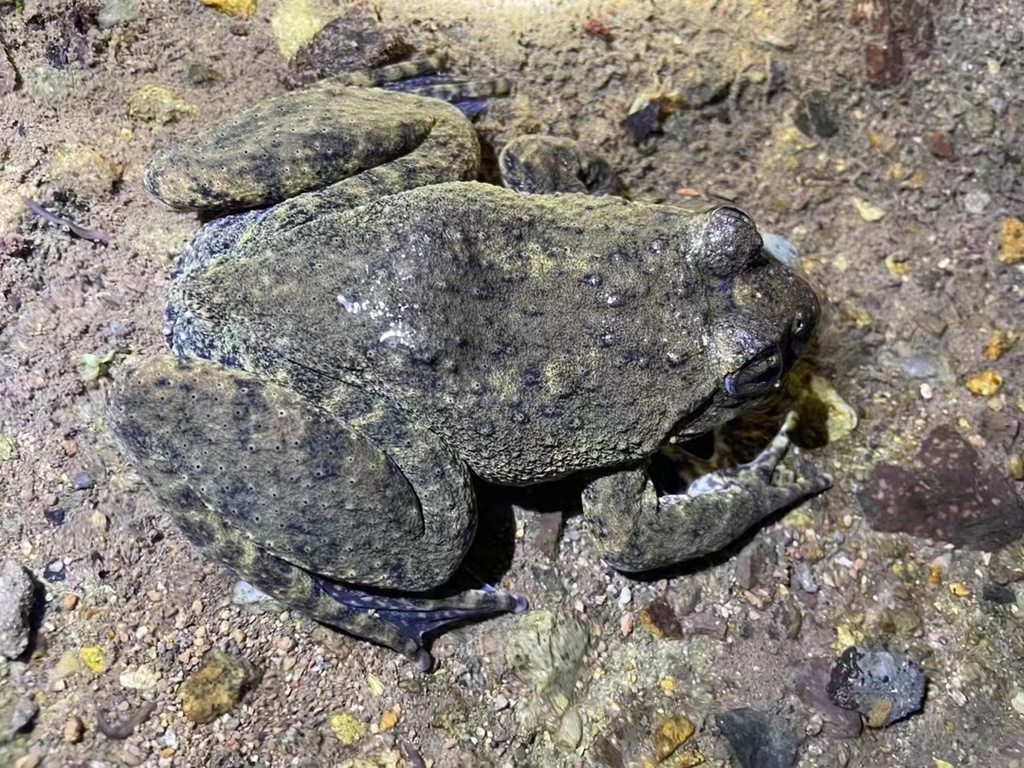 Giant Spiny Frog in June 2023 by Alex Pintsen JIN · iNaturalist