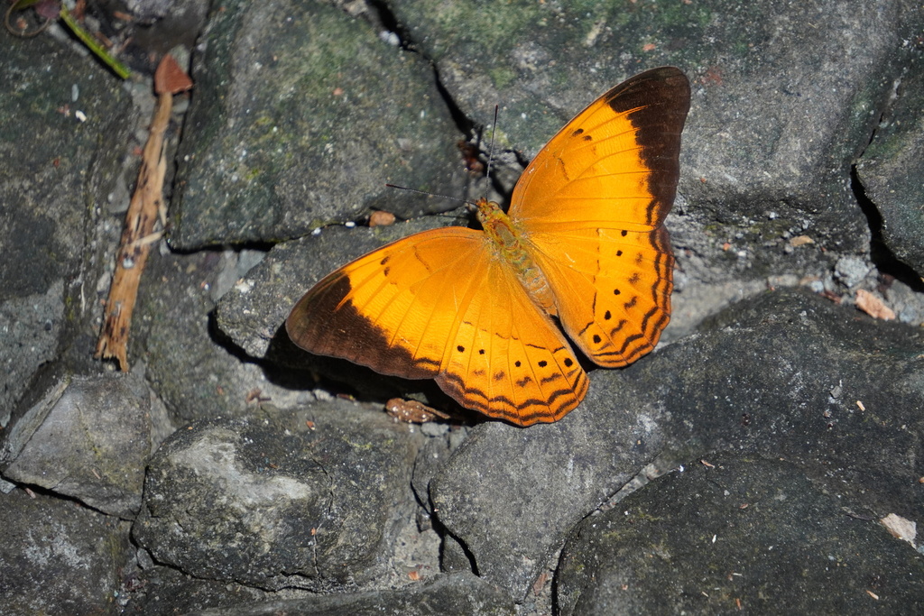 Malay Yeoman from Sandakan, Sabah, Malaysia on July 28, 2023 at 07:06 ...