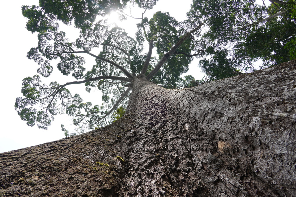Shorea faguetiana in July 2023 by Pierre-Louis Stenger. "Sepilok giant ...
