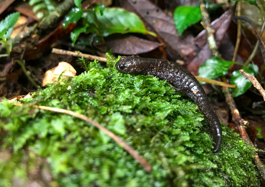 Taiwan Lesser Salamander in July 2020 by 李詠寬 · iNaturalist